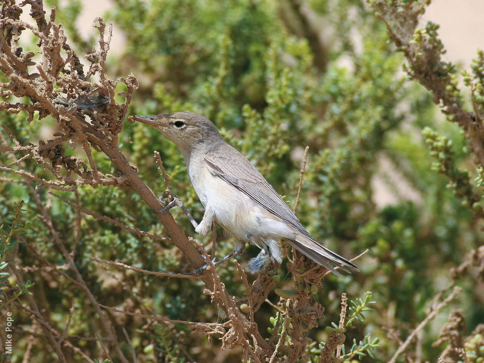 Eastern Olivaceous Warbler