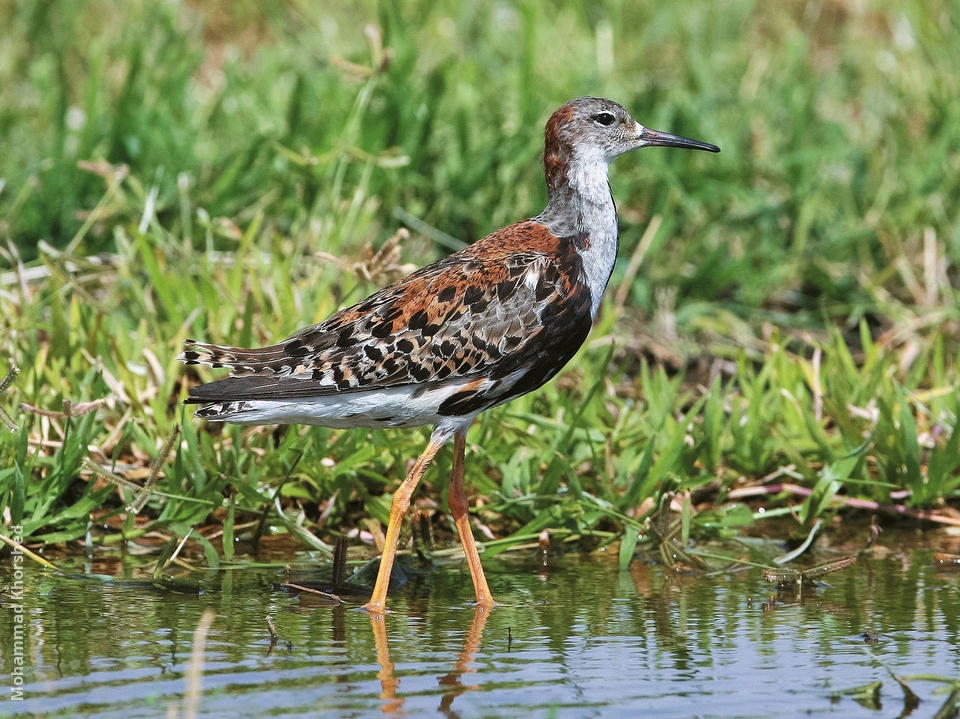 Ruff KuwaitBirds ruff-kuwaitbirds